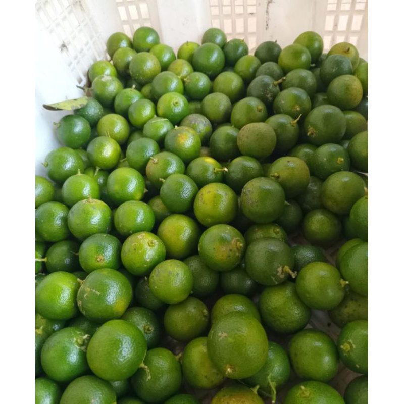 Jual 1 kg jeruk peras/jeruk sunskit jeruk kasturi jeruk kunci jeruk ...