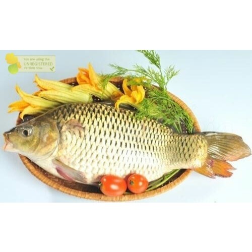 Jual Ikan Emas Segar Ikan Mas Fresh Ikan Basah Segar Ikan Air Tawar ...