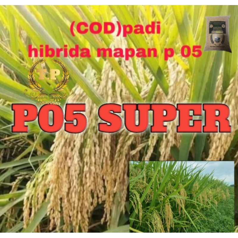 Jual BENIH PADI SUPER MAPAN P 05 KEMASAN 1KG | Shopee Indonesia