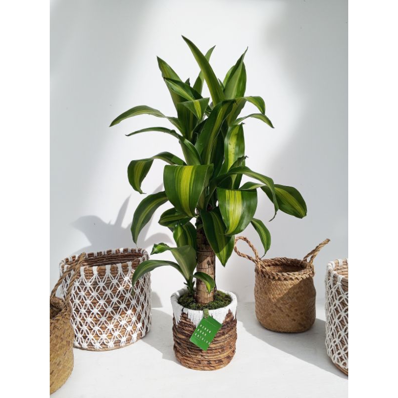 Jual Dracaena fragrans varigated with pot macrame Tanaman indoor ...