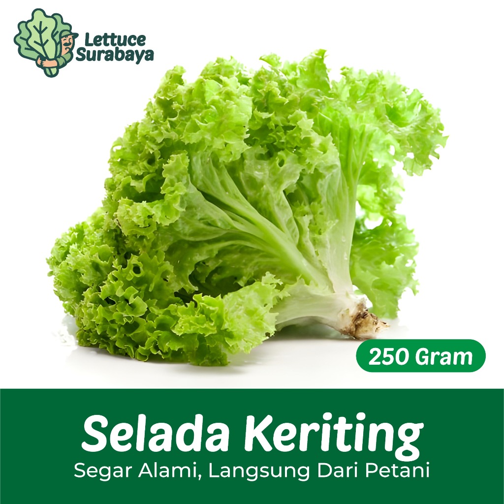 Jual Selada Keriting 250gr / Sayuran Segar / Sayuran Organik / Sayur ...