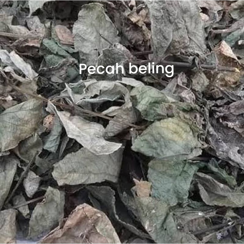 Jual Daun Keji Beling Kering 250gr Daun Pecah Beling | Shopee Indonesia