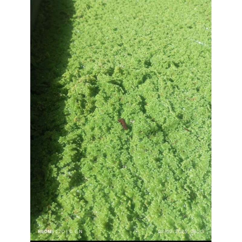 Jual azolla super {1kg} | Shopee Indonesia