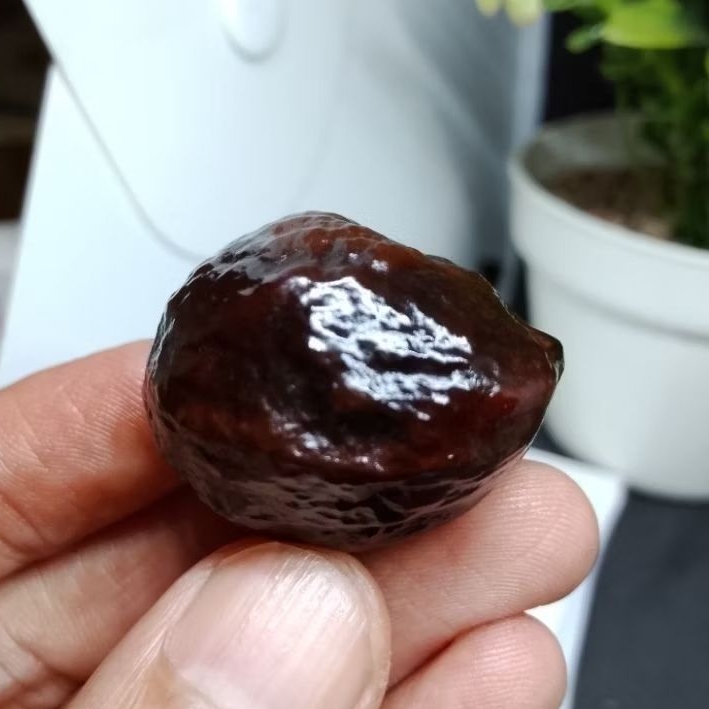 Jual Muncang Adu Jayanti X Jabra kode (D) | Shopee Indonesia