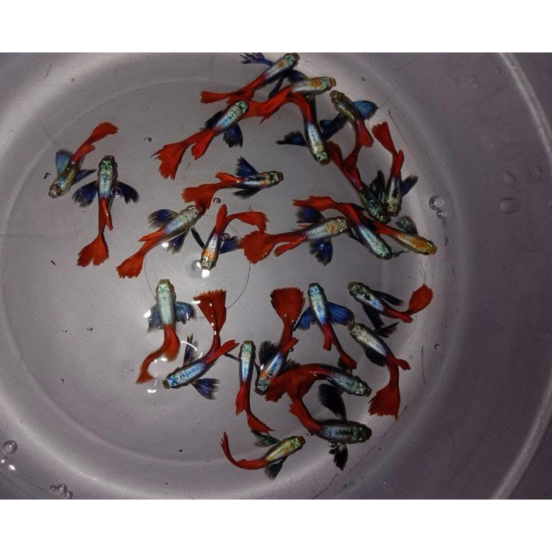 Jual IKAN GUPPY Platinum Red Tail Dumbo Ear SEPASANG (PRTDE) | Shopee Indonesia