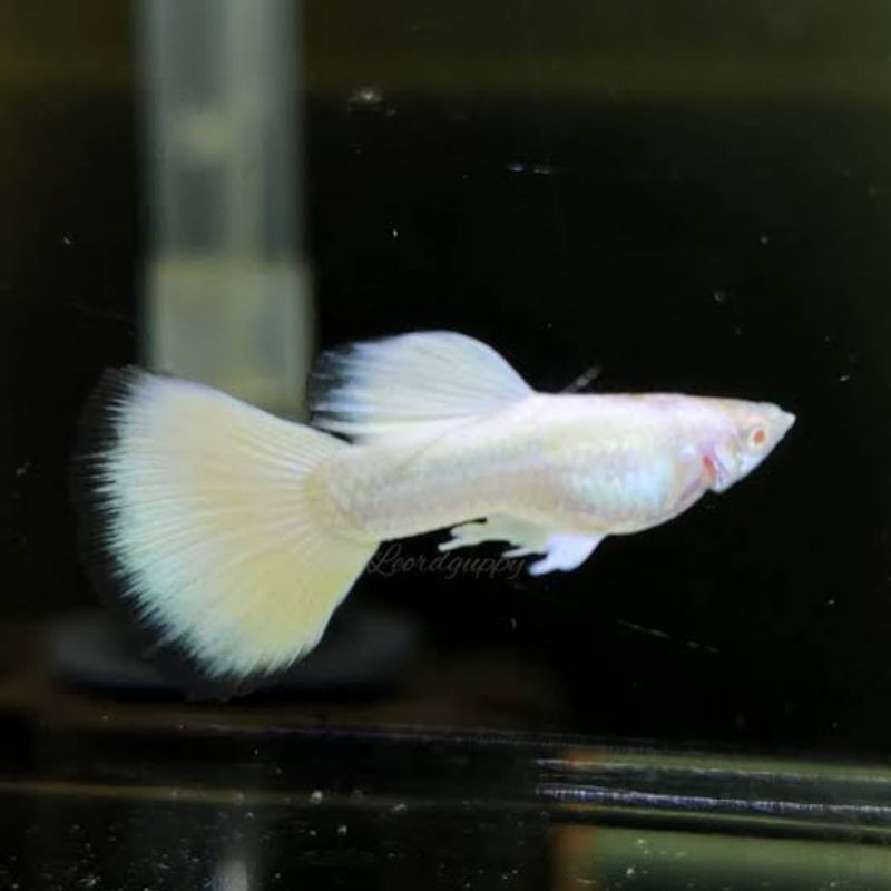 Jual pembersih lantai ikan guppy albino full platinum | Shopee Indonesia