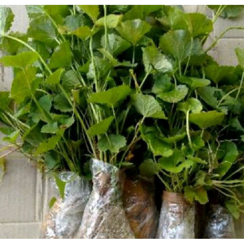 Jual Daun pegagan/Daun antanan herbal ,berat 400g | Shopee Indonesia