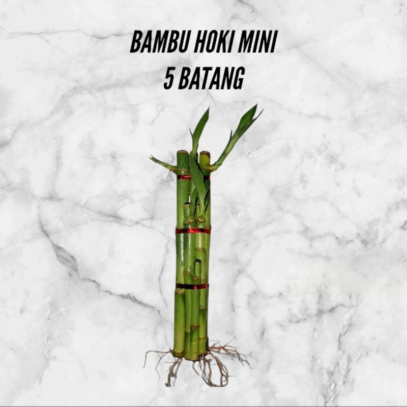 Jual BAMBU HOKI MINI PAKET LENGKAP 6 BATANG | Shopee Indonesia