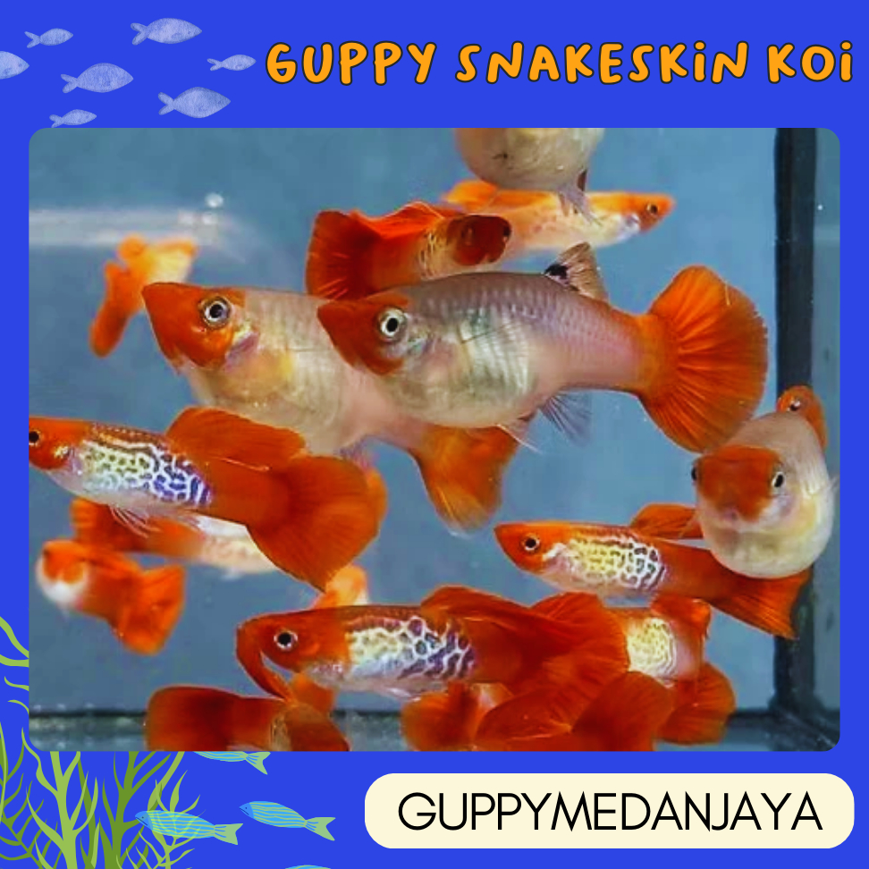 Jual ikan Guppy blonde koi/ koi nemo || ikan hias Red Snakeskin Koi Guppy | Shopee Indonesia