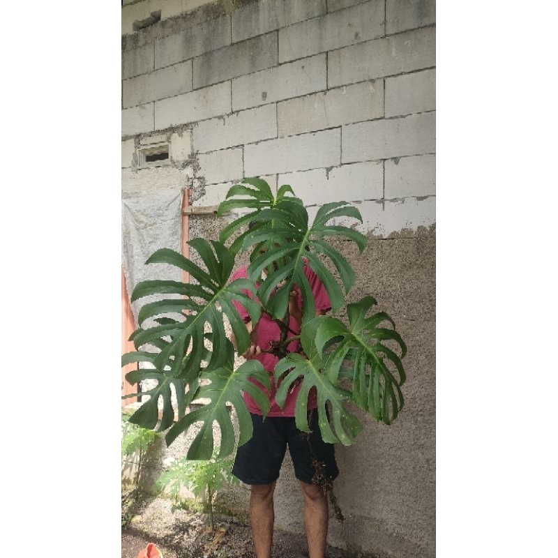 Jual Tanaman Hias Monstera Brazilian Form | Shopee Indonesia