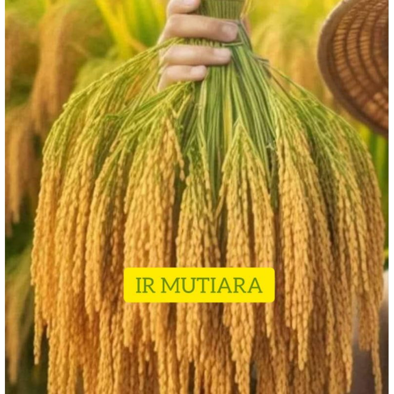 Jual BENIH PADI IR MUTIARA SUPER 5 KG | Shopee Indonesia