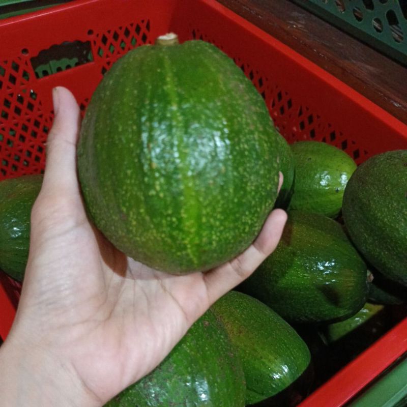 Jual Alpukat Mentega Markus (Kendil) 1kg isi 2 | Shopee Indonesia