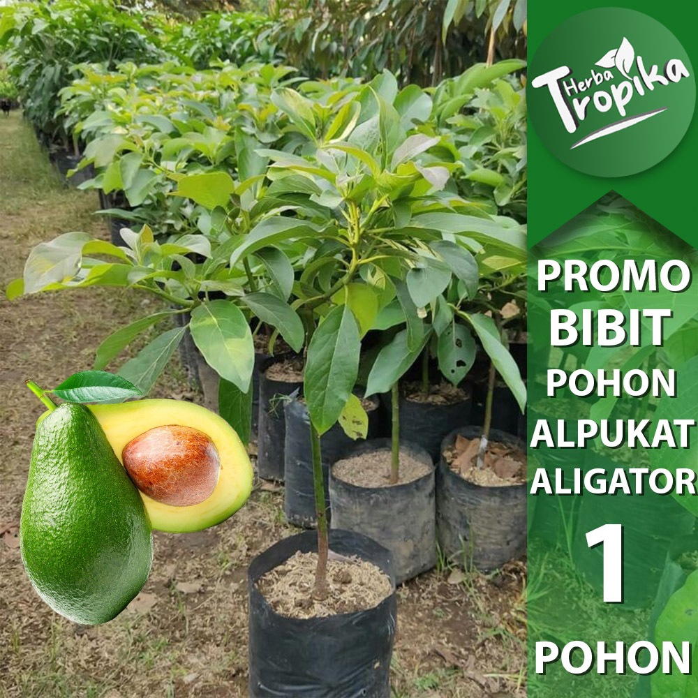 Jual Bibit Pohon Alpukat Aligator Buah Jumbo Varietas unggul toko herba ...