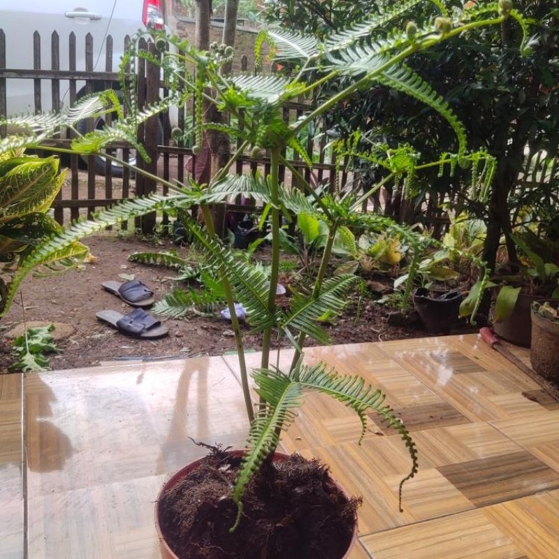 Jual Pakis paku /Tanaman Hias pakis paku kera/Pakis andam | Shopee ...