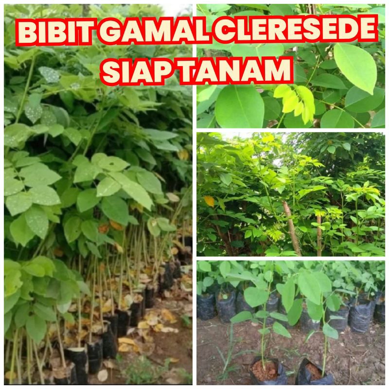 Jual Bibit gamal reside pakan ternak kambing domba kelinci dll | Shopee ...