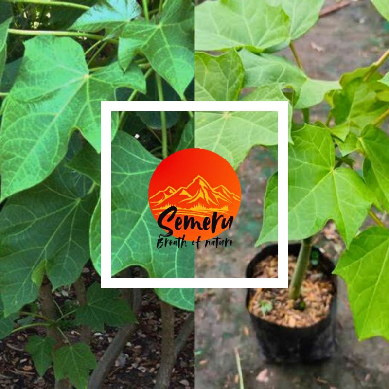Jual pohon jarak | Shopee Indonesia