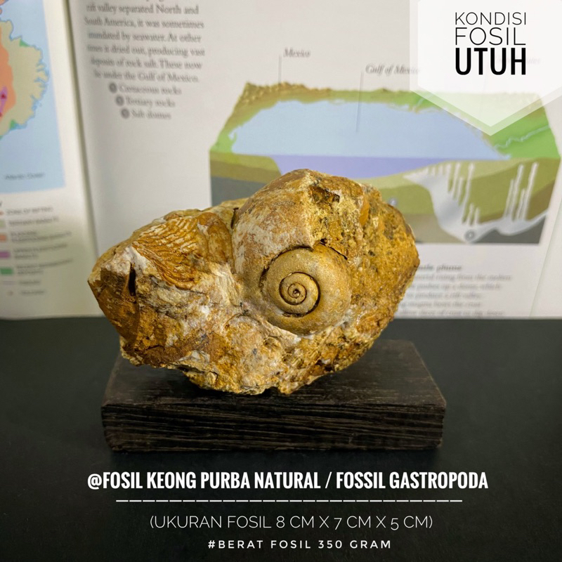 Jual Bongkahan Fosil Keong Natural B91 atau Fossil Gastropoda atau ...