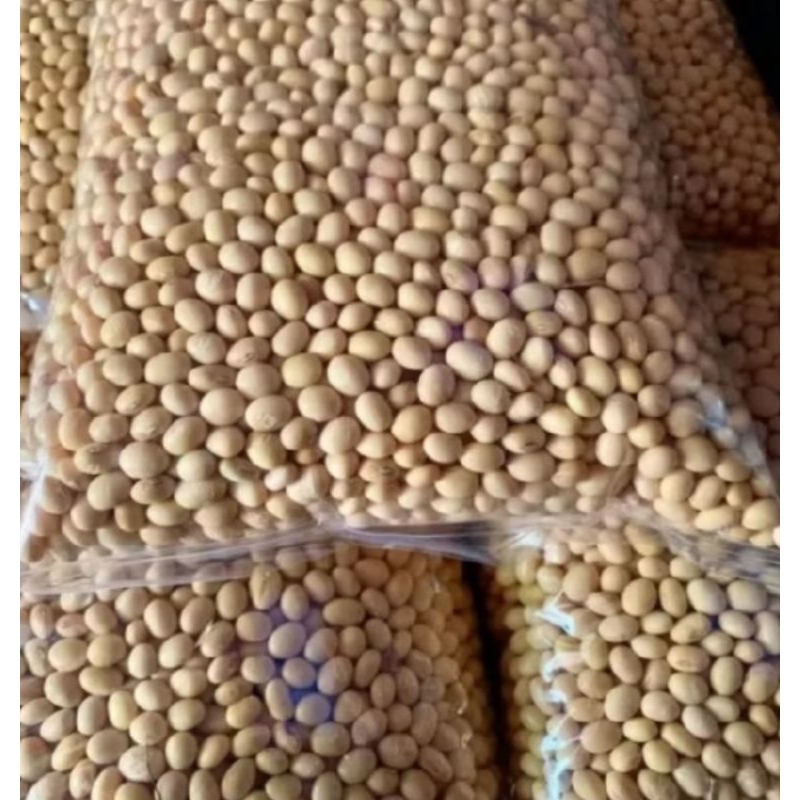 Jual PILIHAN TERBAIK!!! 500 GRAM BIJI BENIH KEDELAI LOKAL GROBOGAN ...