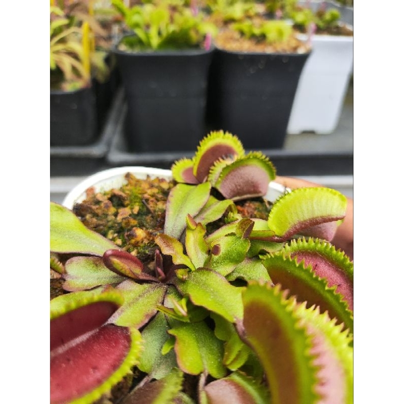 Jual Dionaea Muscipula Red Sawtooth/Venus flytrap | Shopee Indonesia