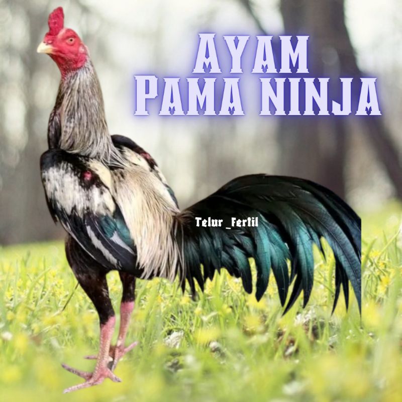 Jual telur ayam pama ninja original bisa untuk di tetaskan | Shopee ...