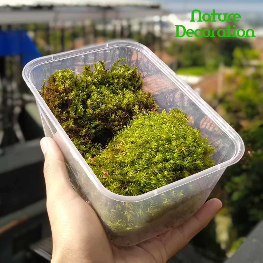 Jual Mood Moss/Dicranum Scoparium Tanaman Terarium Paludarium Vivarium ...