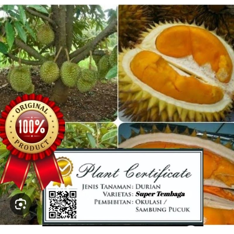 Jual Bibit Durian SUPER TEMBAGA Kaki 3 Sertifikat Bergaransi Tinggi 1,5 Meter | Shopee Indonesia