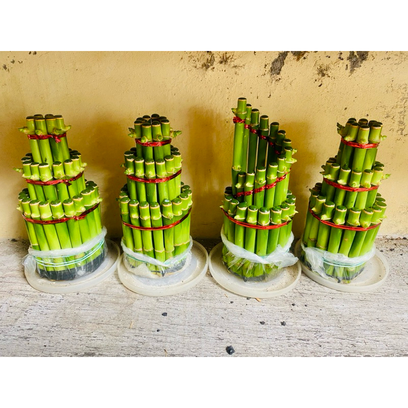 Jual bambu hoki/bambu rejeki bentuk masih tunas (tanaman saja) | Shopee ...