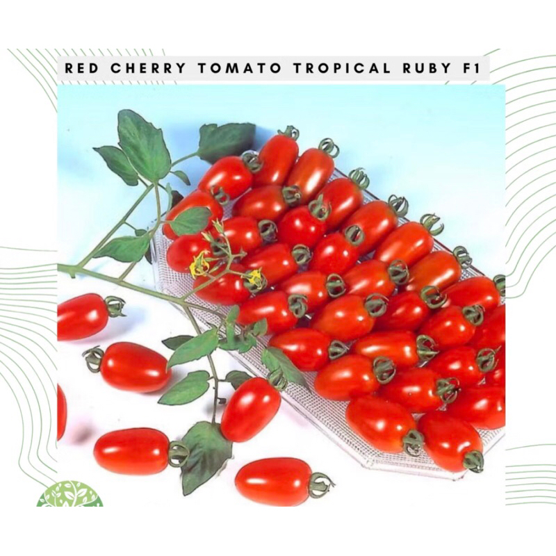 Jual Benih - Red Cherry Tomato TROPICAL RUBY F1 Tomat Mini Ceri Merah ...