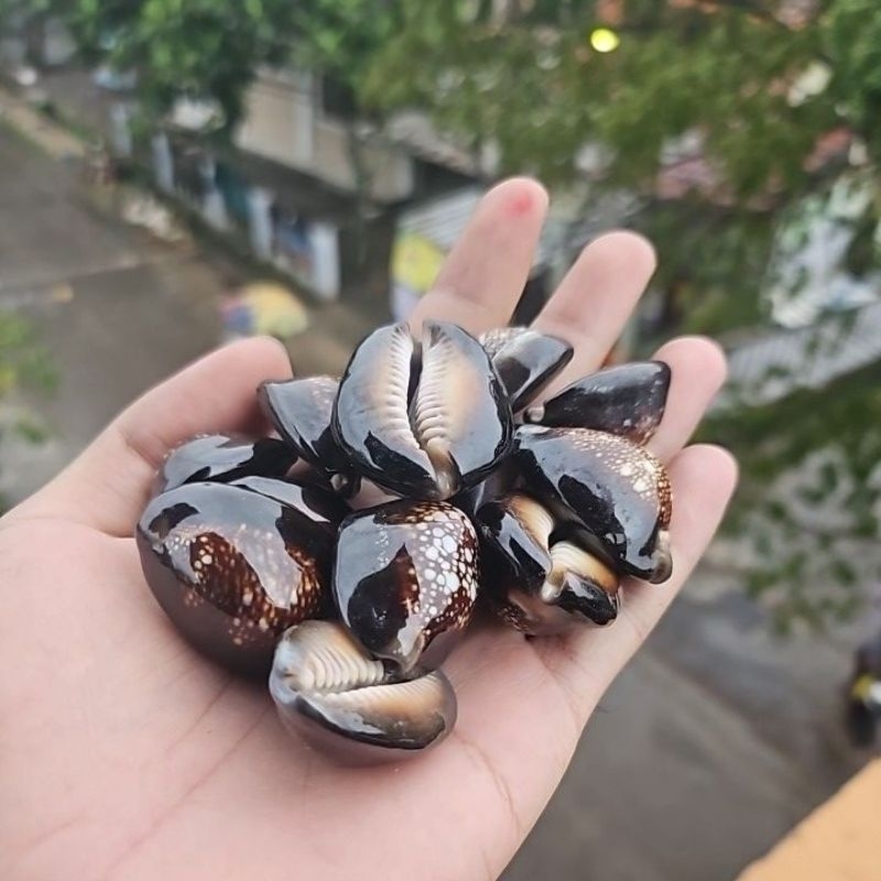 Jual 50 gram kewuk hitam / kuwuk hitam isi -+10 / kerang hitam / biji ...