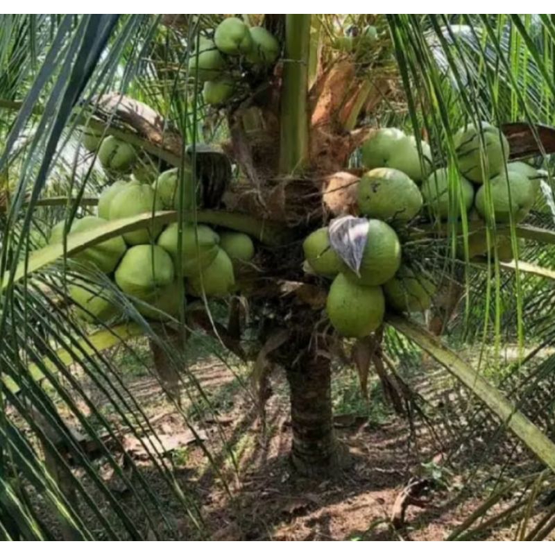 Jual Bibit Kelapa Hibrida Super Unggul | Shopee Indonesia