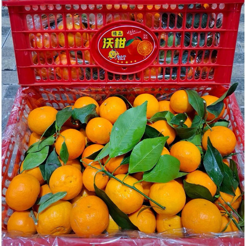 Jual JERUK WOGAN WOKAM BABY DAUN 6KG KRAT | Shopee Indonesia