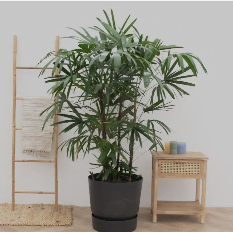 Jual Tanaman Palem Waregu/ Palem Jari/ Rhapis Excelsa Tinggi 1.6 Meter ...