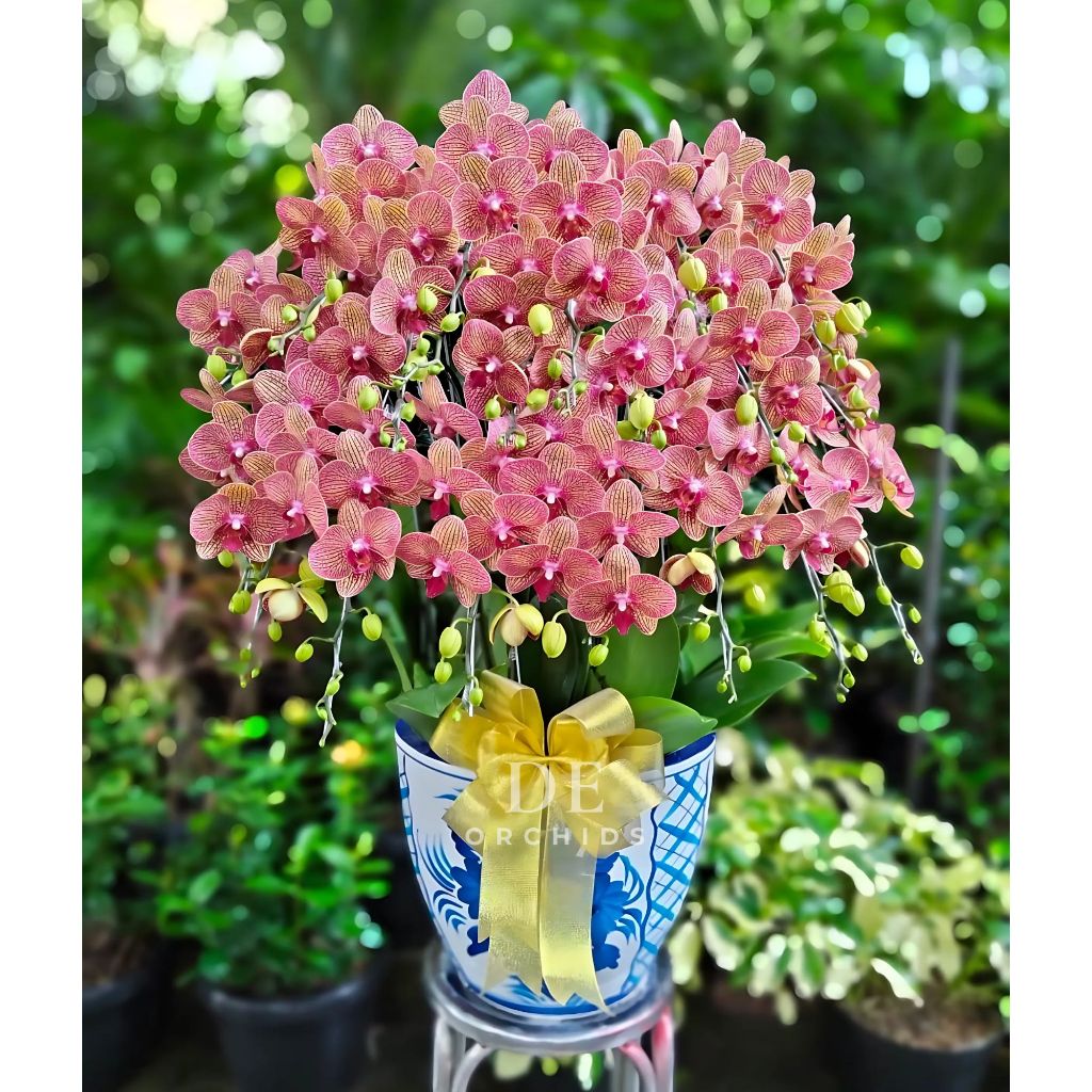 Jual Anggrek bulan isi 20 pohon warna Orange Pot Keramik | Shopee Indonesia