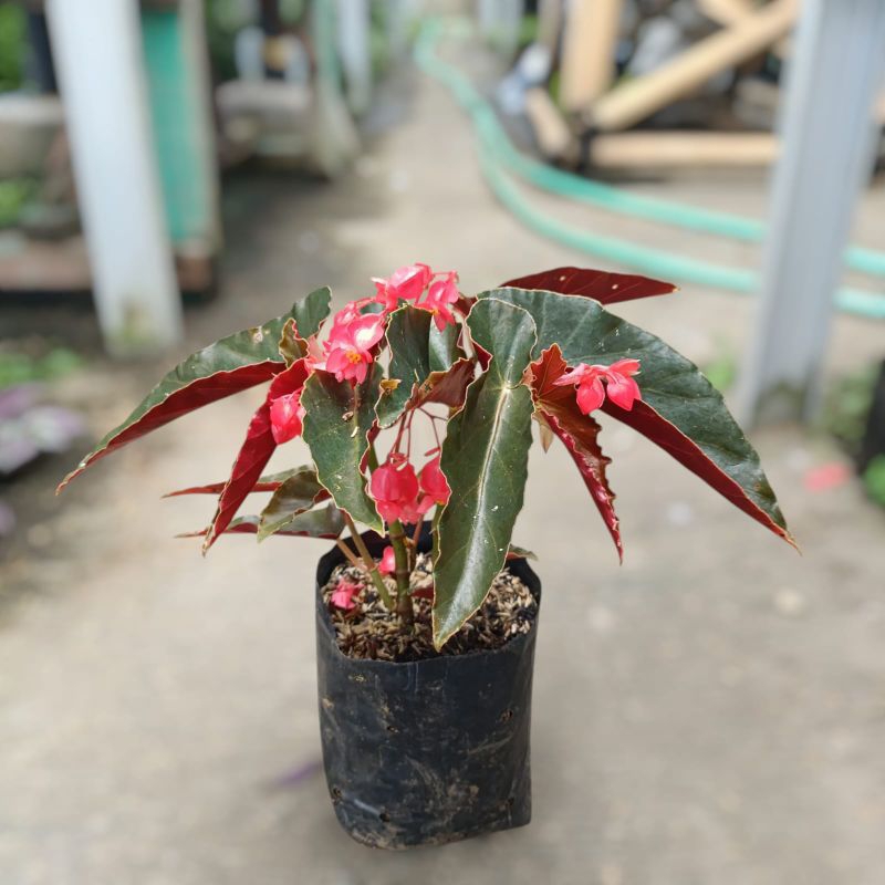 Jual Begonia coccinea (Scarlet Begonia) -begonia clasic | Shopee Indonesia