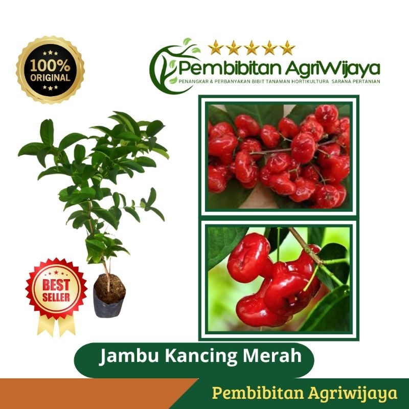 Jual Bibit Jambu Air Varietas Kancing Merah Super Original Bibit ...
