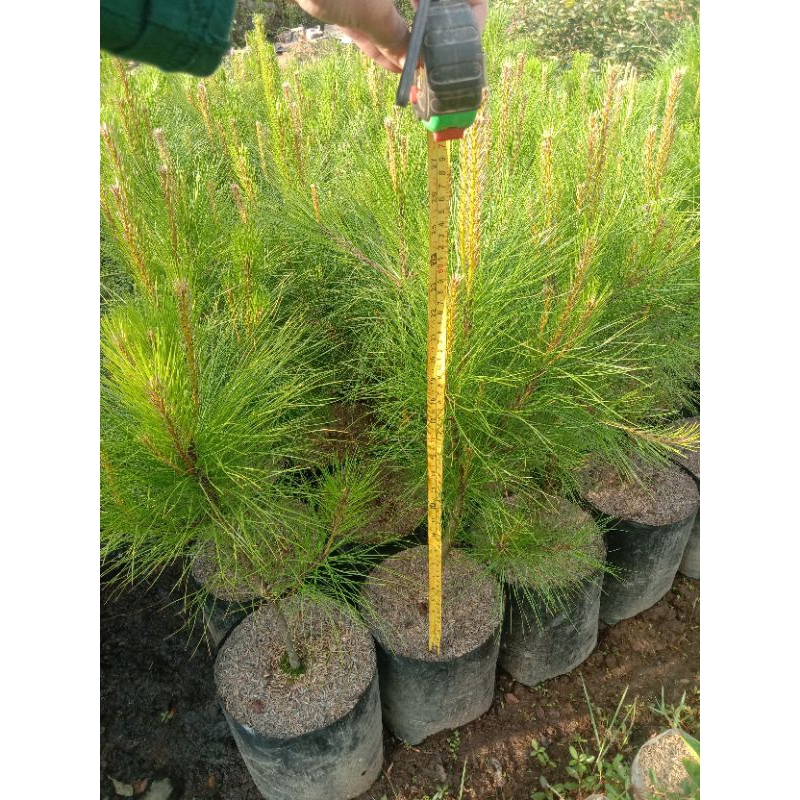 Jual Pohon pinus /cemara pinus | Shopee Indonesia
