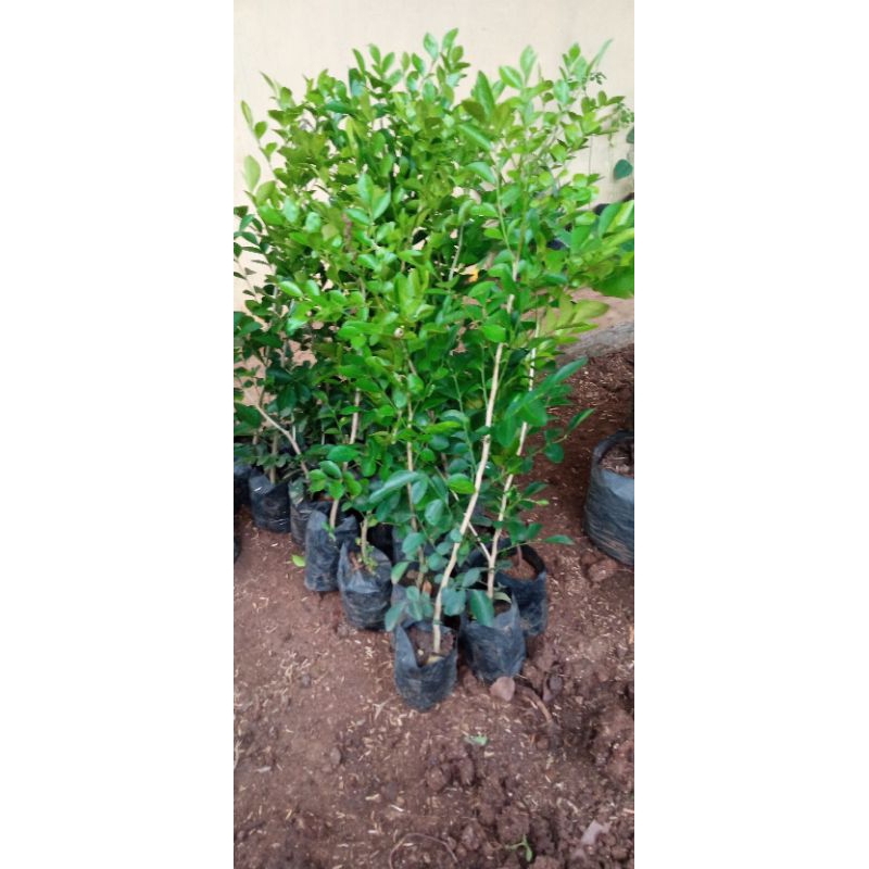 Jual bibit kemuning | Shopee Indonesia