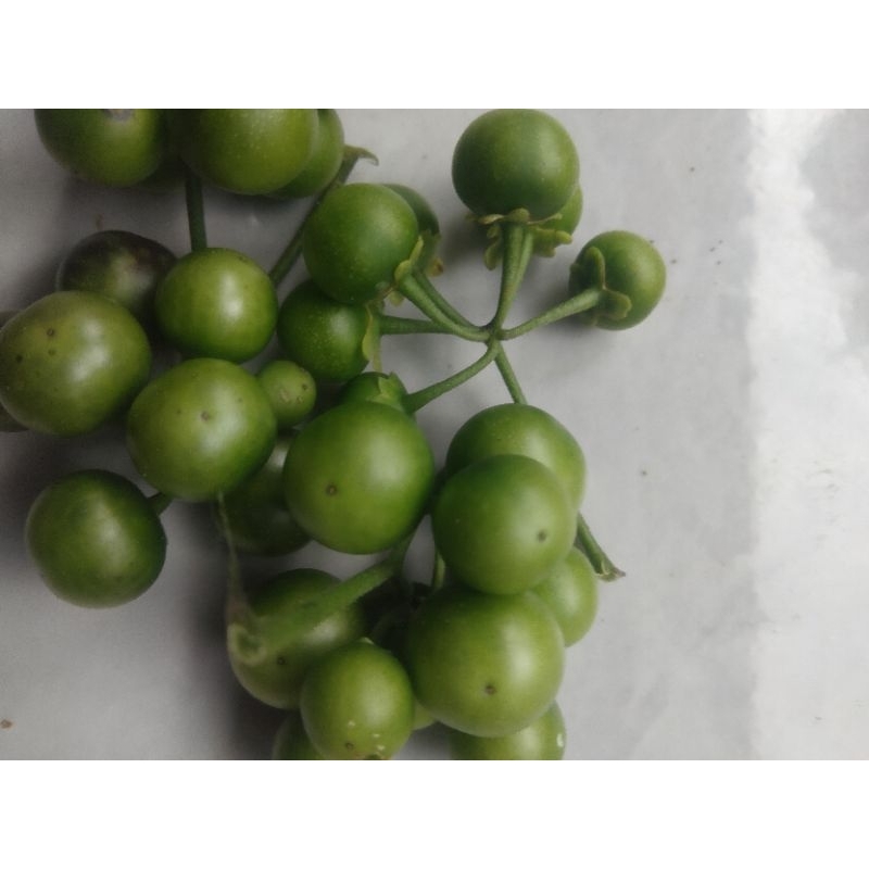 Jual jual buah lenca sayur segar 100 grm | Shopee Indonesia