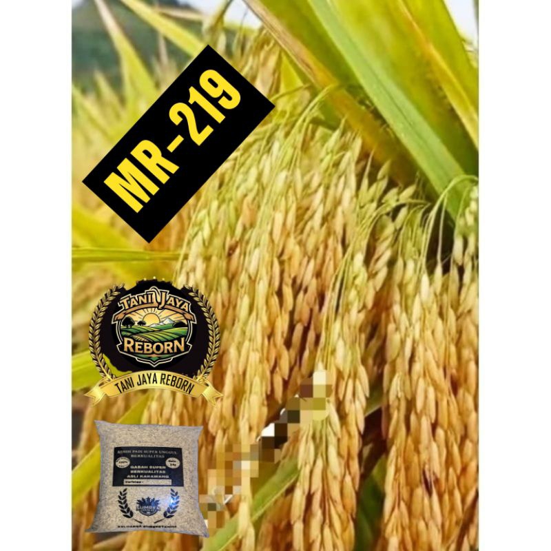 Jual Benih padi MR 219 SUPER unggul berkualitas (1KG) | Shopee Indonesia