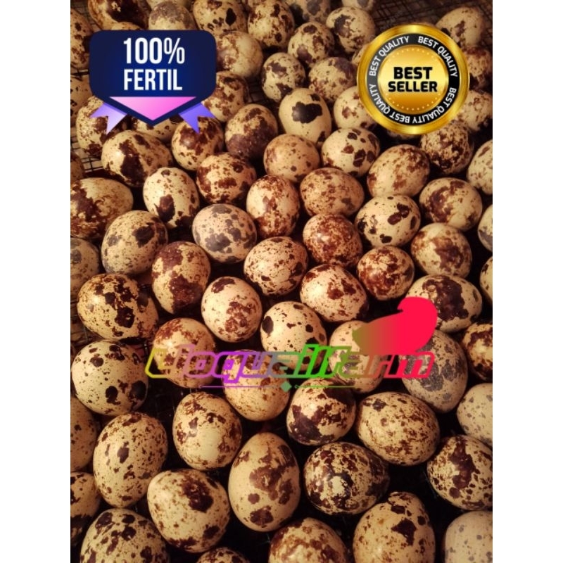 Jual PAKET 100 BUTIR TELOR FERTIL TETAS ACS/FS | Shopee Indonesia