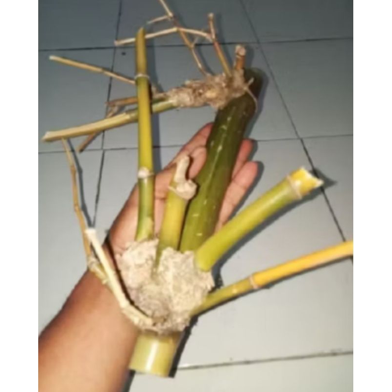 Jual bambu petuk asli dari alam | Shopee Indonesia