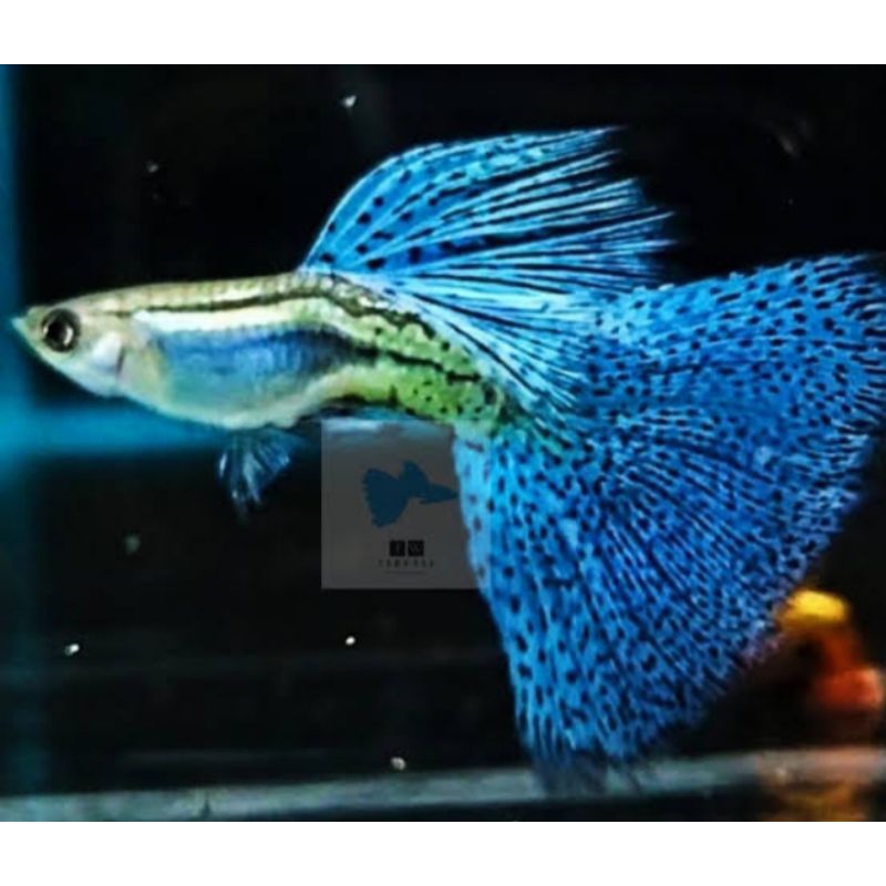 Jual ikan Guppy blue grass sepasang | Shopee Indonesia