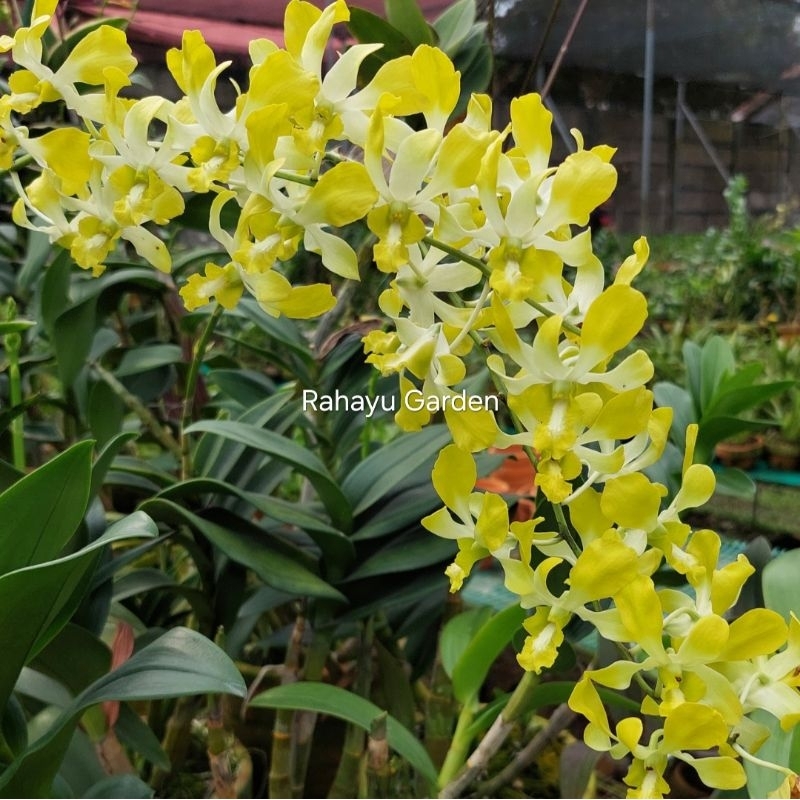 Jual Dendrobium Banana Royal (Bunga Wangi) | Shopee Indonesia