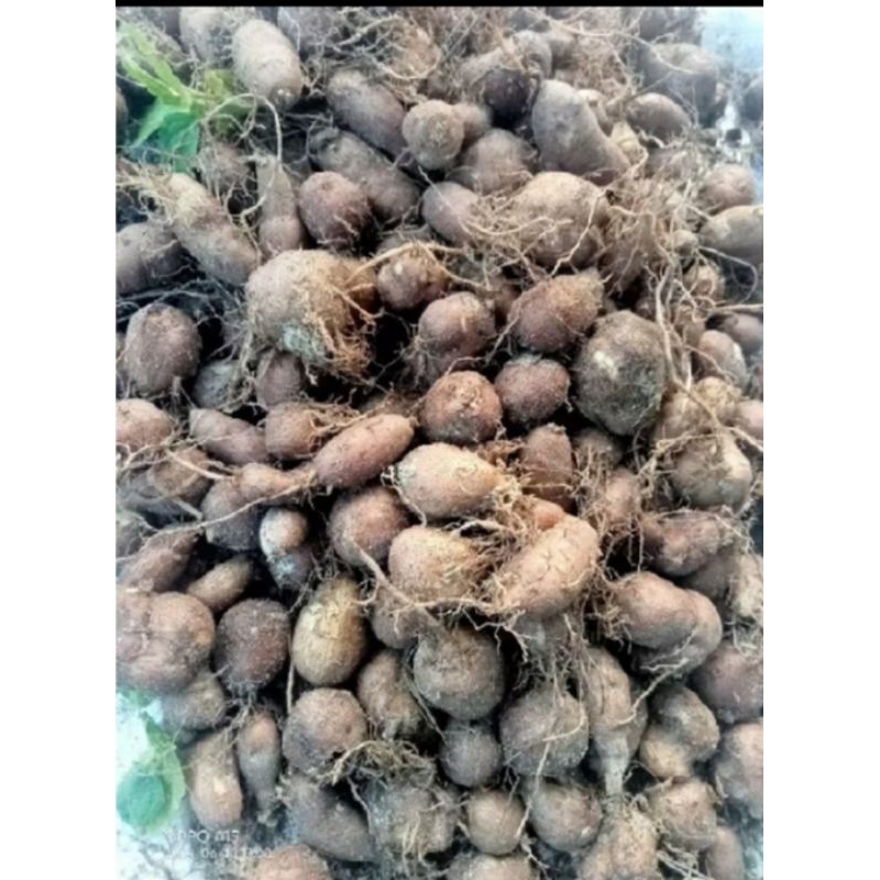 Jual bibit kentang klici/kentang hitam buat di tanam murah aja 1 kg ...