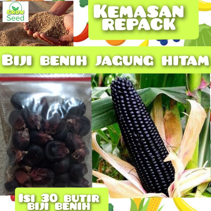 Jual 30 BUTIR BIJI BENIH JAGUNG HITAM | Shopee Indonesia
