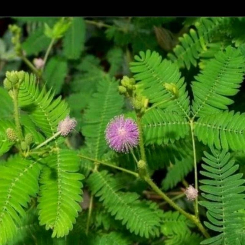 Jual daun putri malu 500g | Shopee Indonesia