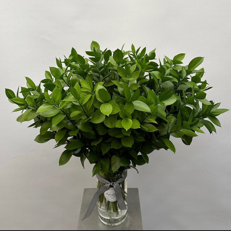 Jual bibit tanaman bunga potong daun ruskus bunga segar bahan bouquets ...