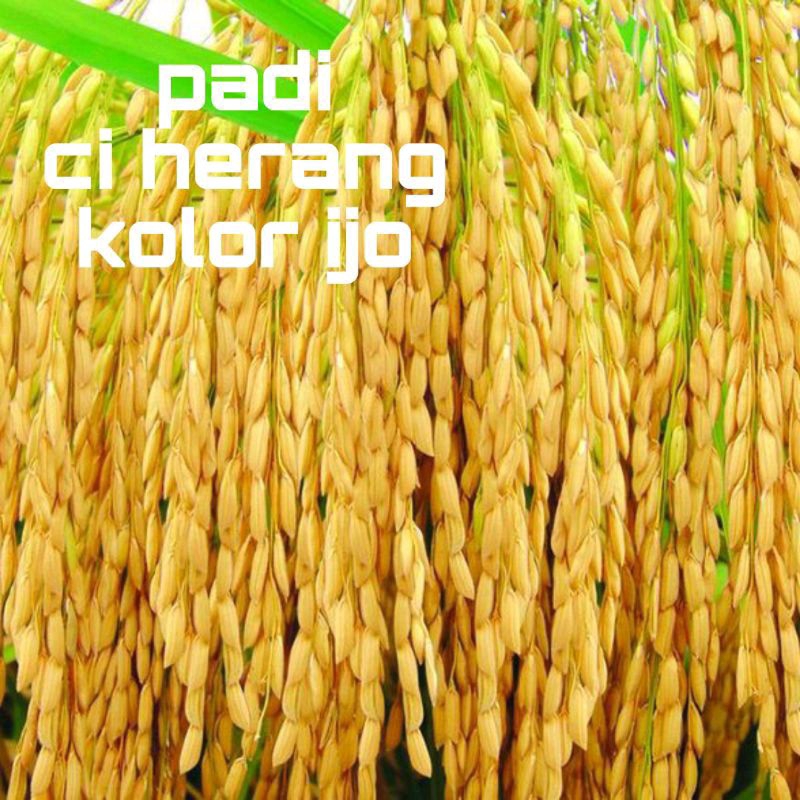 Jual BENIH PADI CIHERANG KOLOR IJO KEMASAN 1KG | Shopee Indonesia