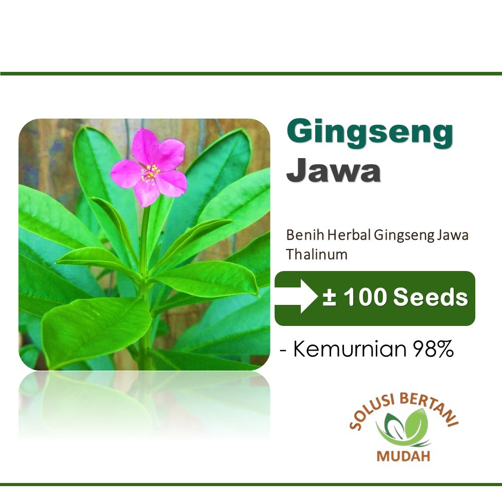 Jual 50 Biji - Bibit Benih Herbal Ginseng Jawa | Shopee Indonesia