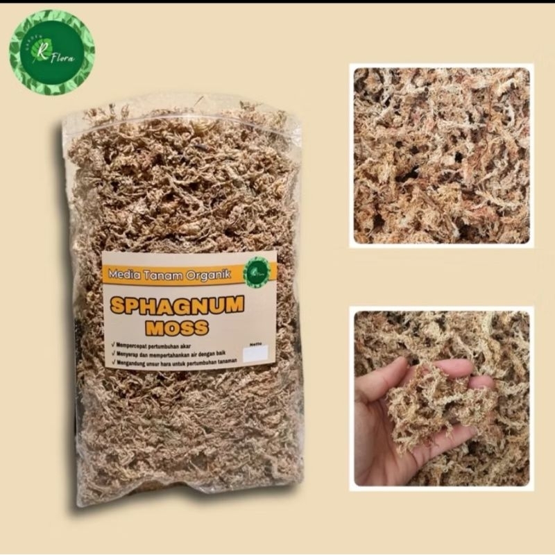 Jual sphagnum moss putih media tanam anggrek, tanaman karnivora ...